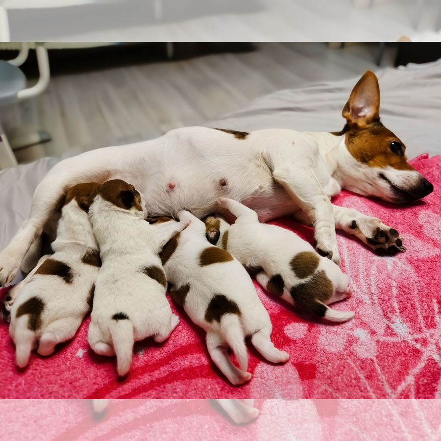 Джек-рассел-терьер, щенок