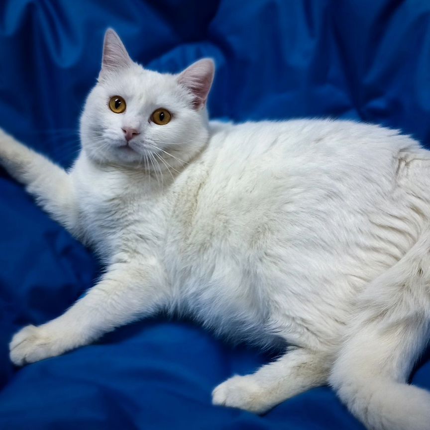 Толстый кот