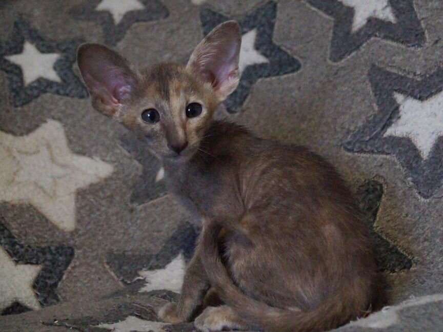 Котенок Химера