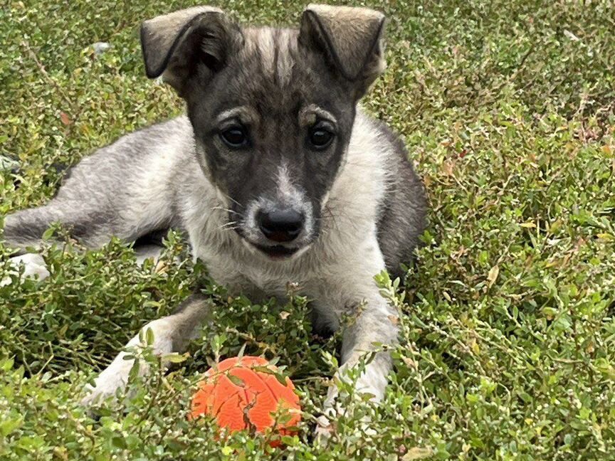 Щенок в добрые руки