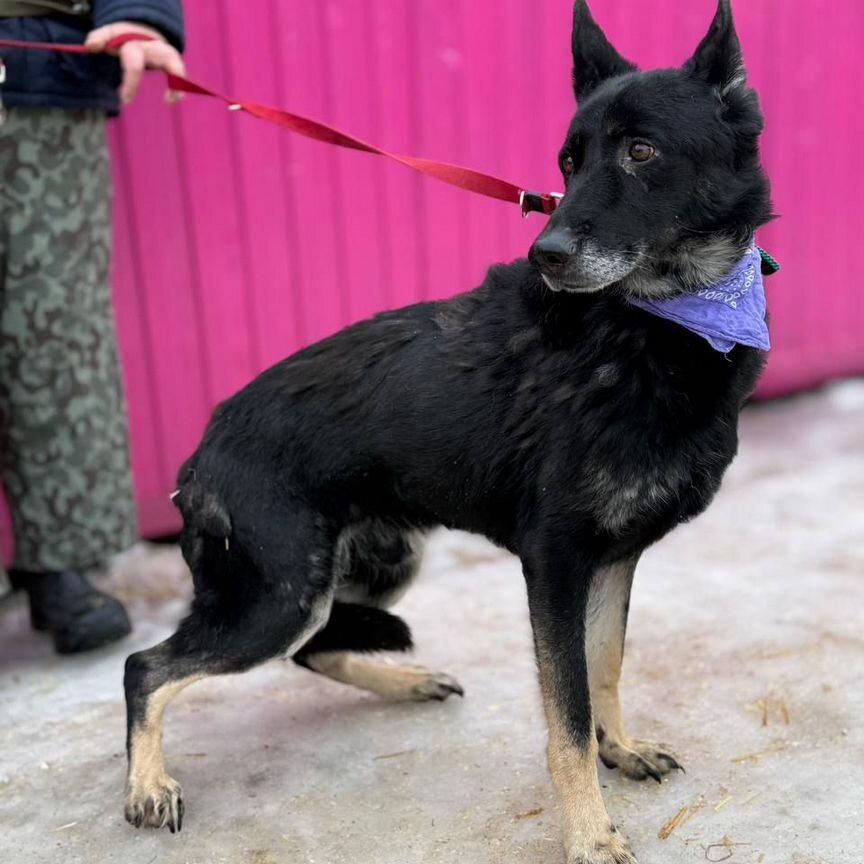 Собачка Найт потерял хозяина и стал не нужным