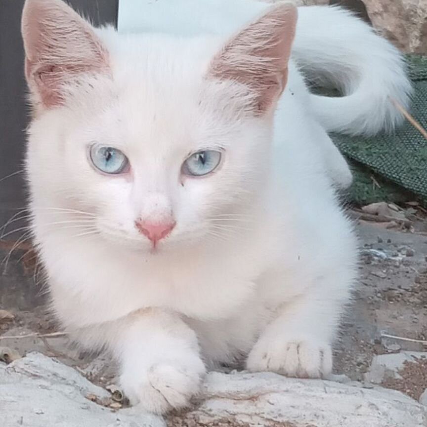 Котенок девочка с голубыми глазами