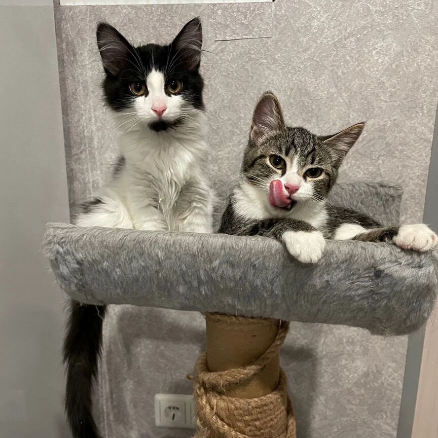 Котята ищут дом