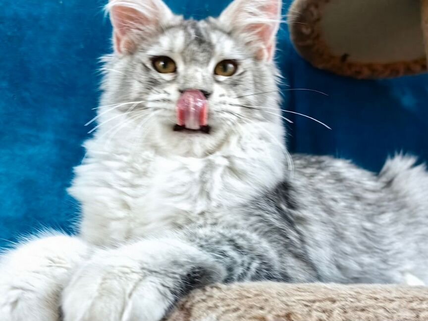 Светлое серебро девочка