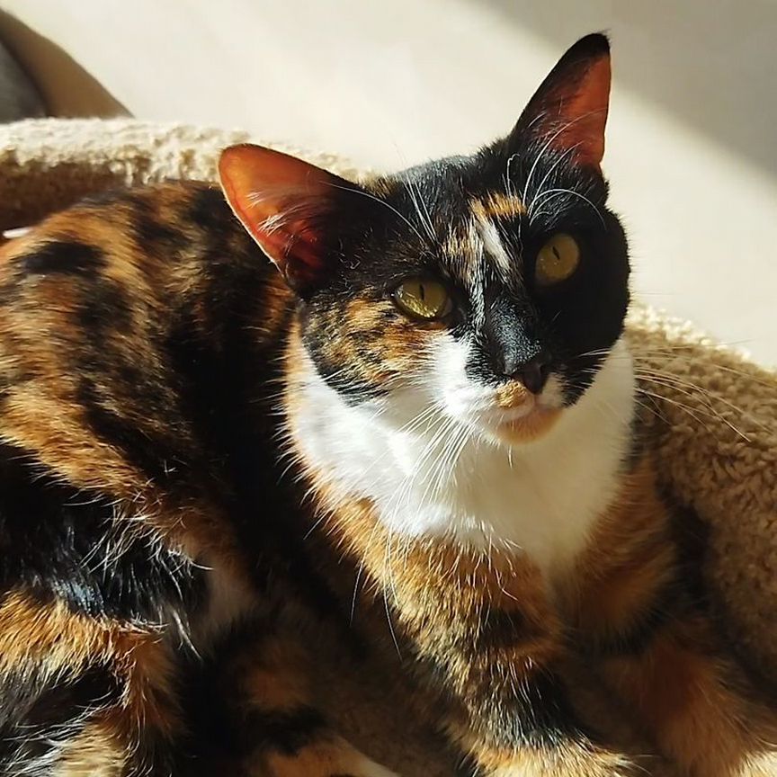 Кошки ищут дом