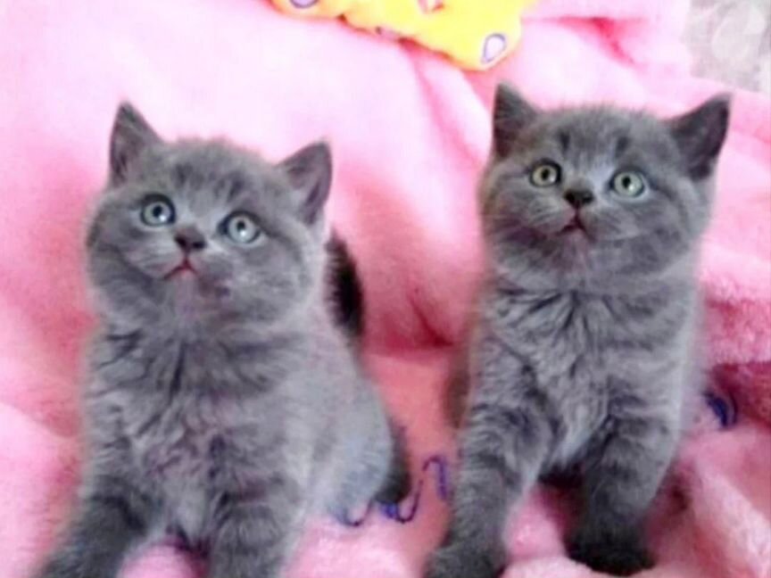 Голубые плюшечки