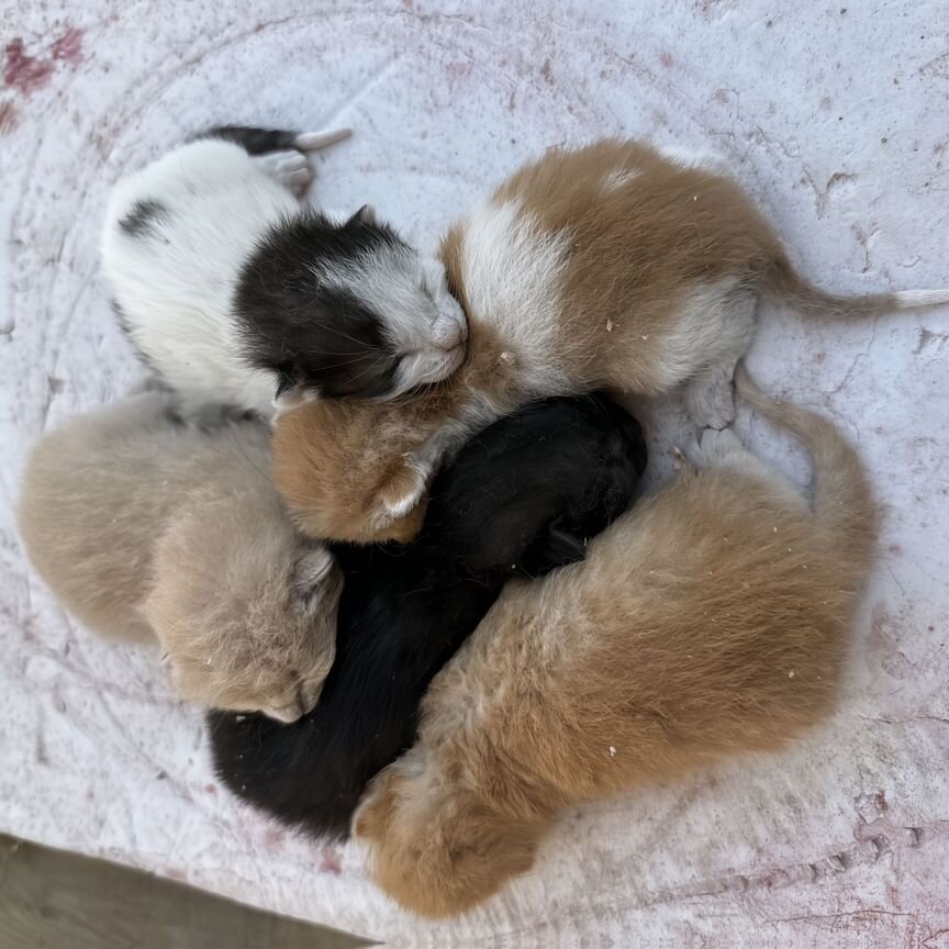 Котята в добрые руки