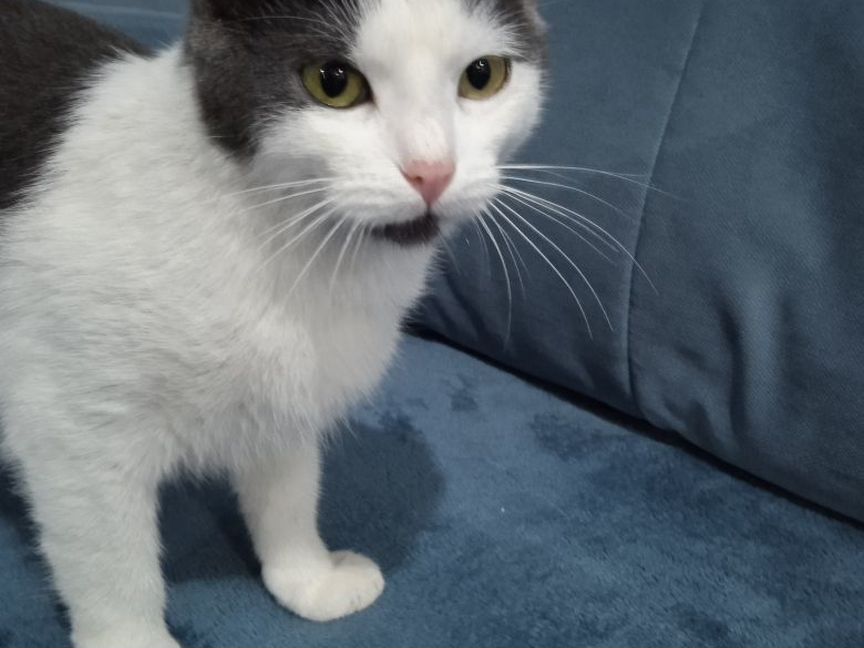 Кошечка в поисках мамы