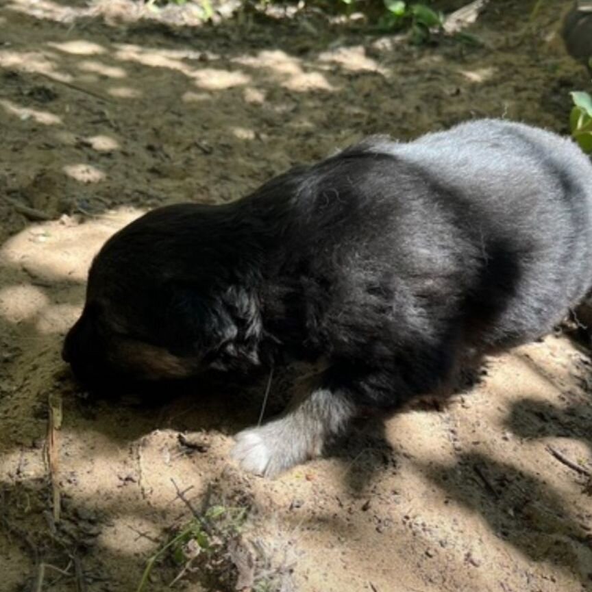 Щенки малышики