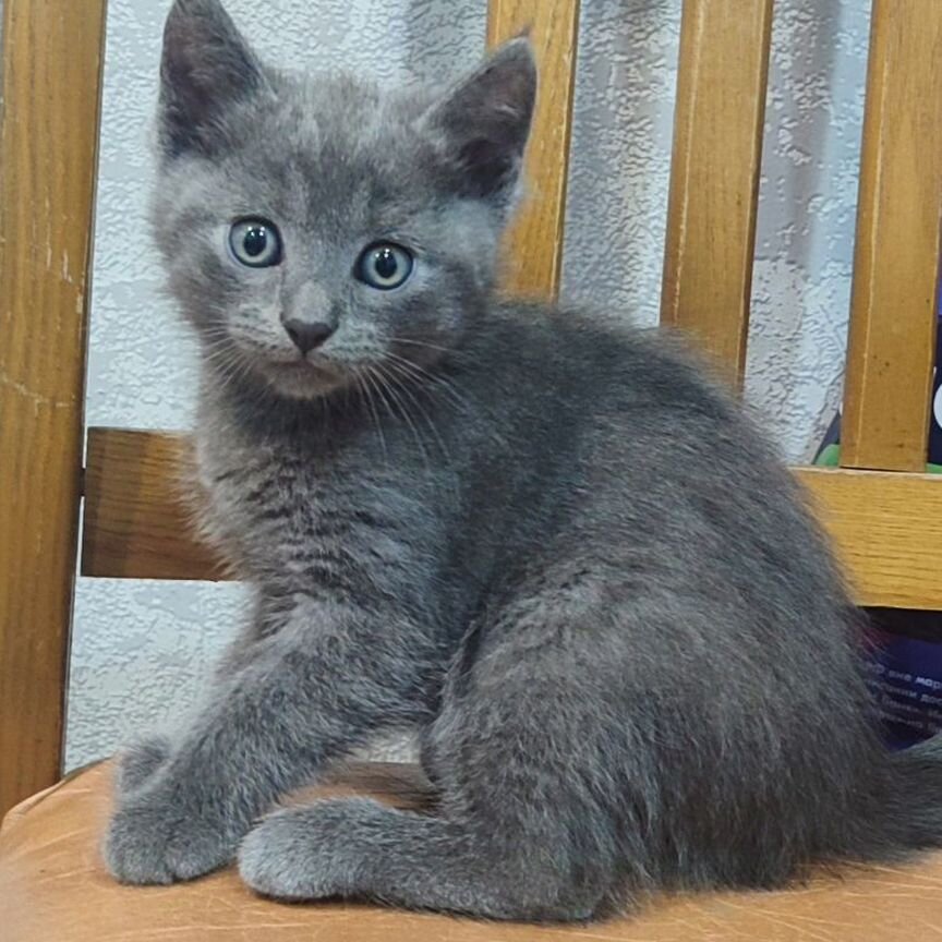 Котята в добрые руки бесплатно