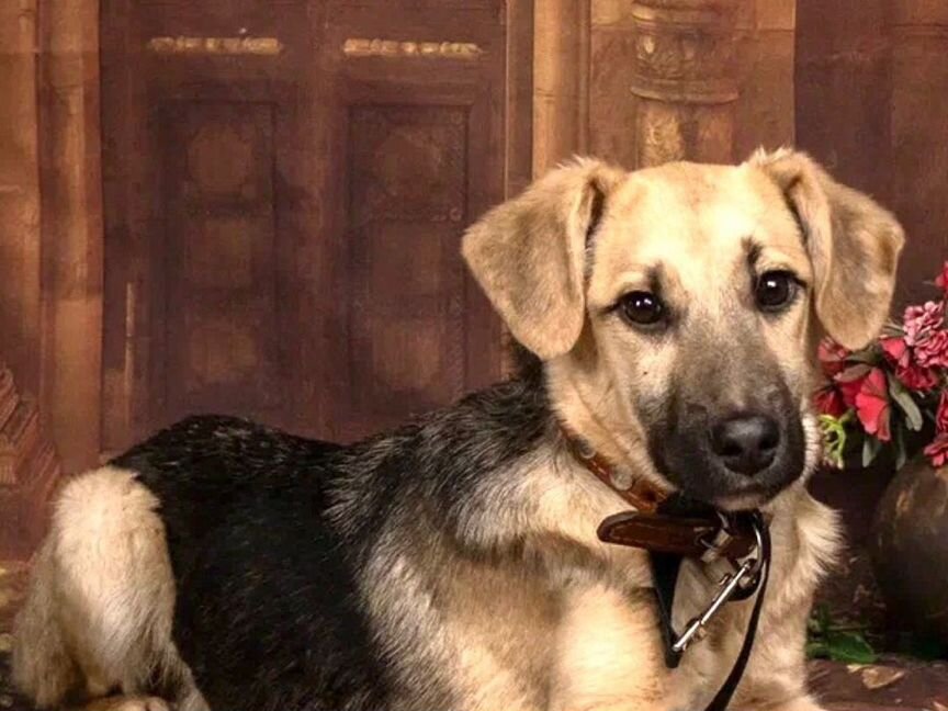 Собака в добрые руки бесплатно