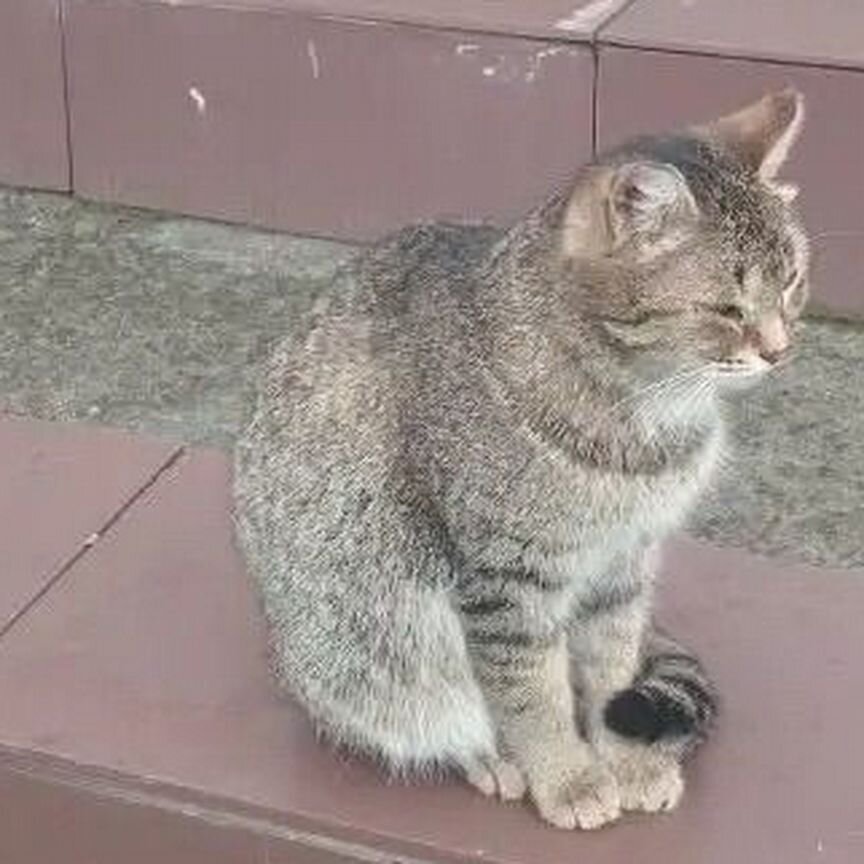 Взрослая, кошка в добрые руки