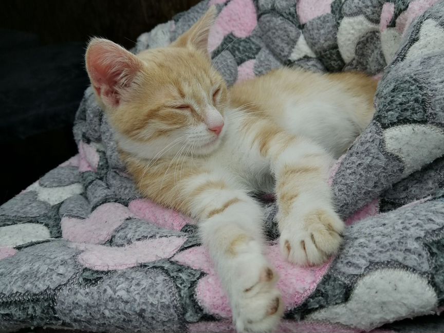 Котенок в добрые руки