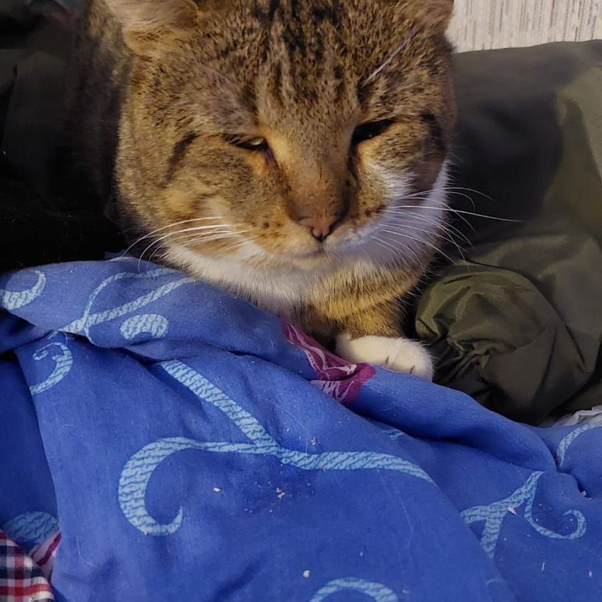 Кот в добрые руки