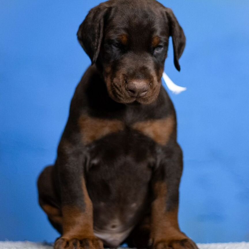 Щенки добермана