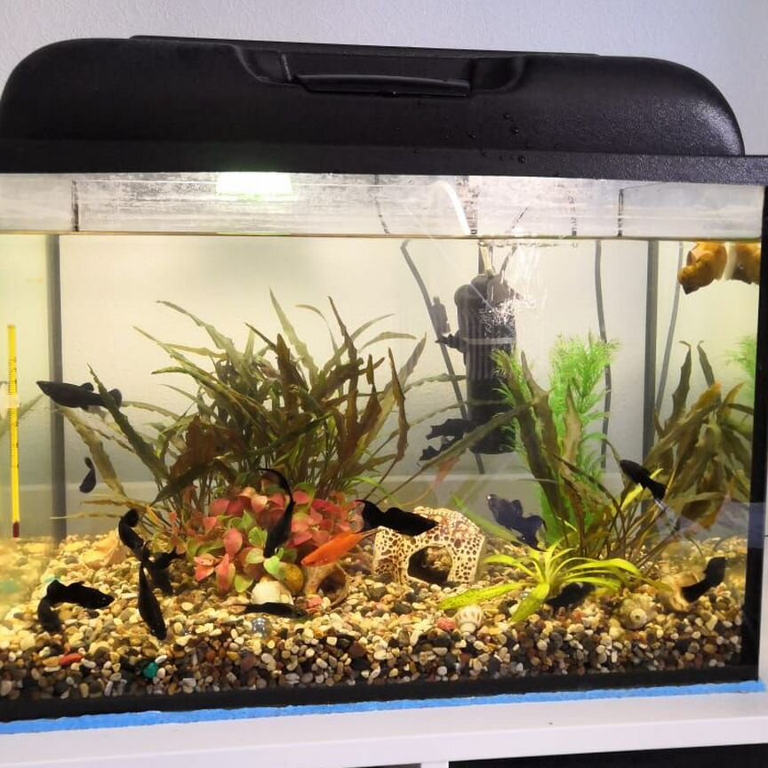 Аквариум с рыбками 50 л