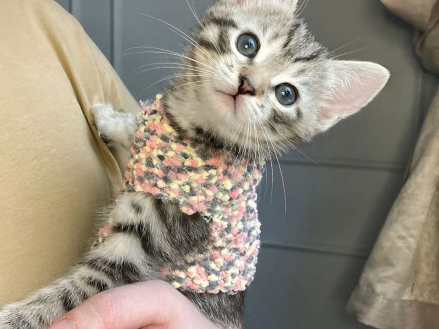 Котёнок Толстунчик