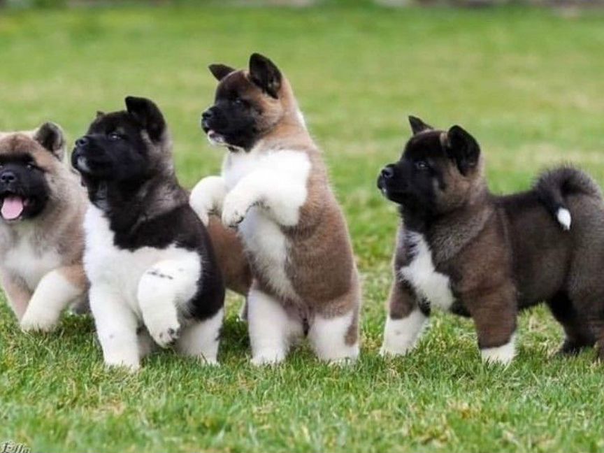 Модная порода-Акиты американские-красивые щенки