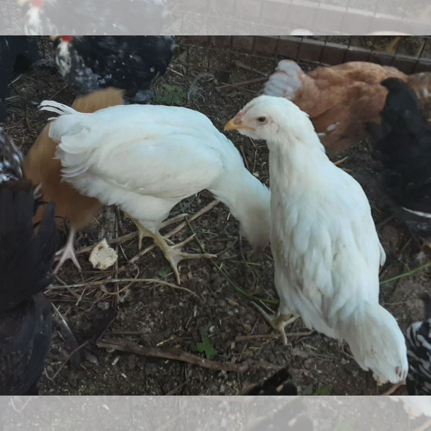 Цыплята (подростки) гилянских-гергебельских кур