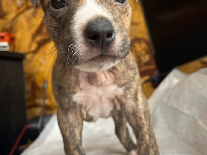 Стаффордширский терьер