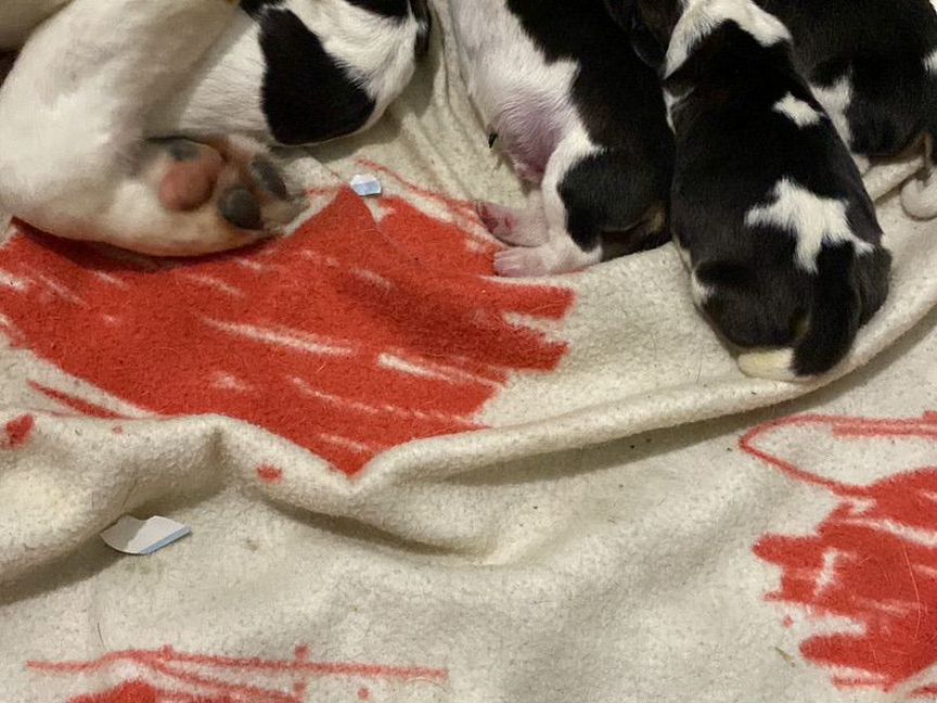 Щенки Бигль