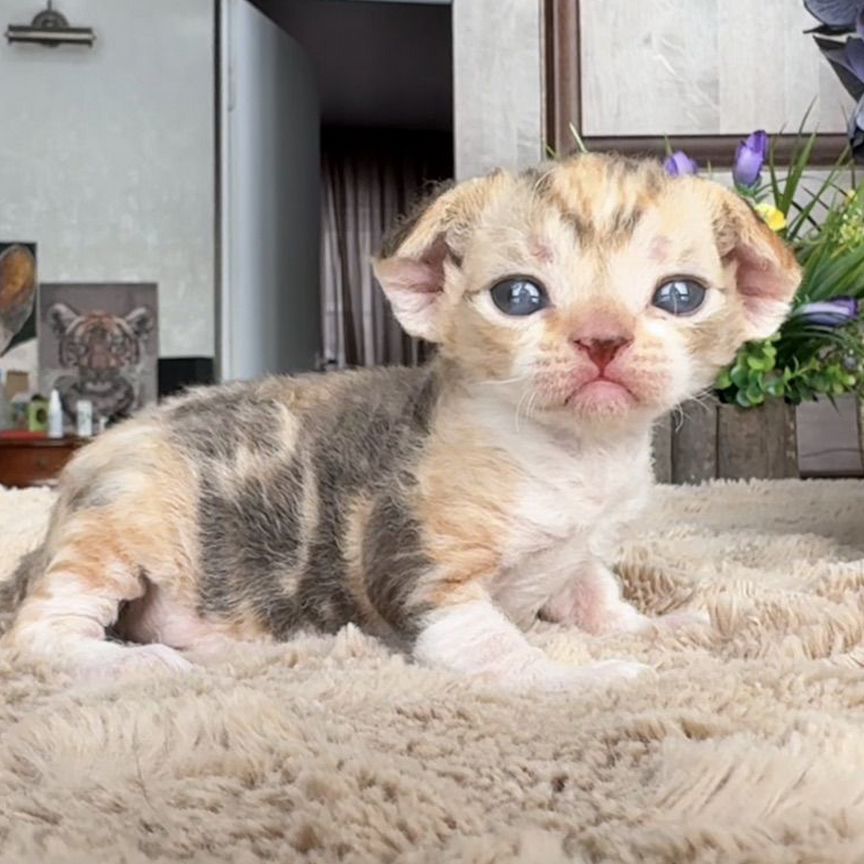 Девон-рекс котёнок