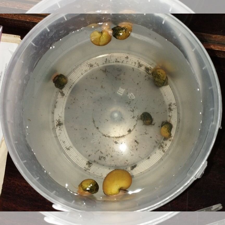 Улитки ампулярии