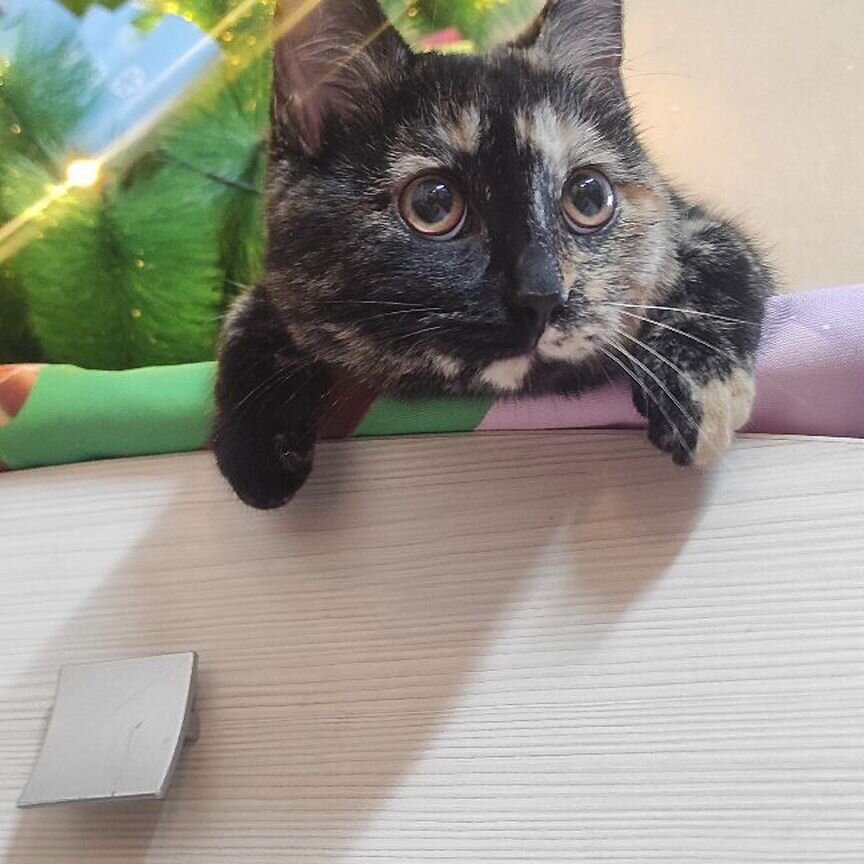 Котята в добрые руки (девочка)