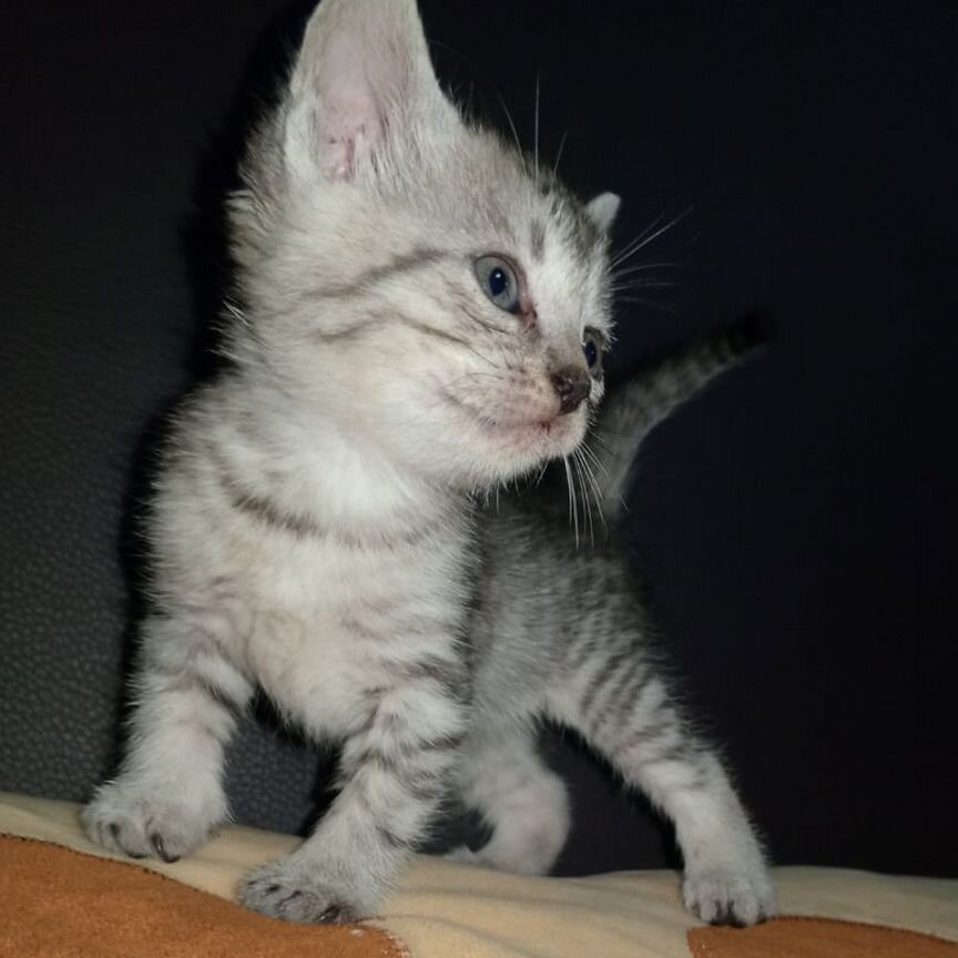 Отдам в добрые руки двух котят