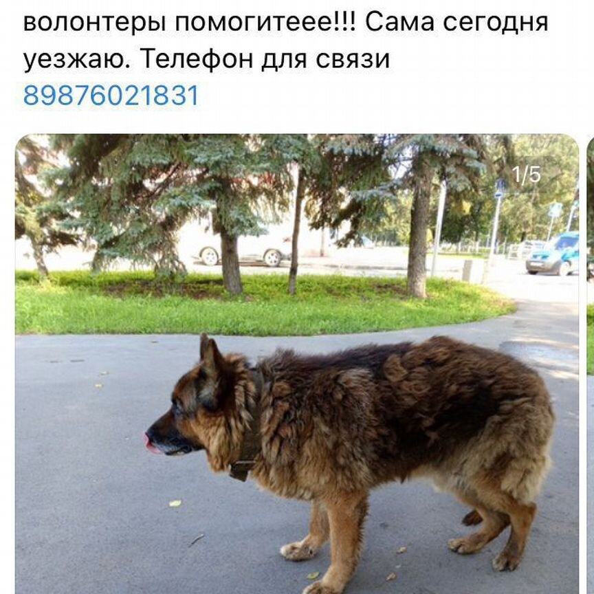 Сбили собаку