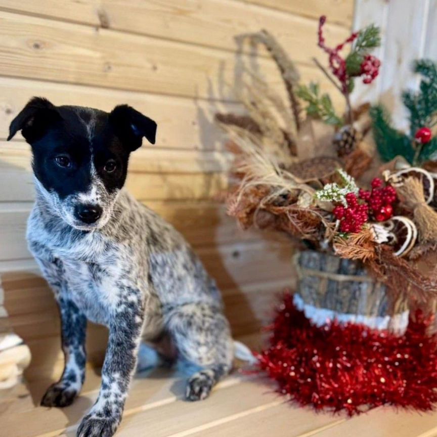 Щенок девочка в добрые руки