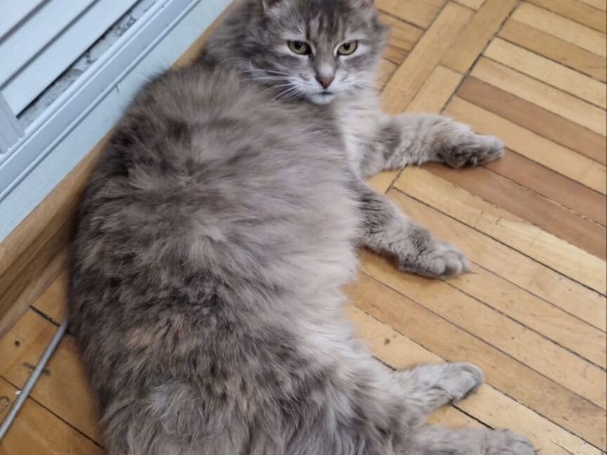 Шикарная мадам для украшения квартиры