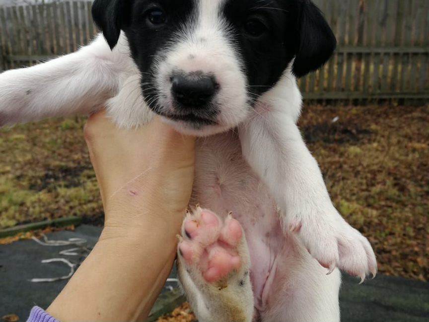 Щенки 1 месяц овчарки легавые