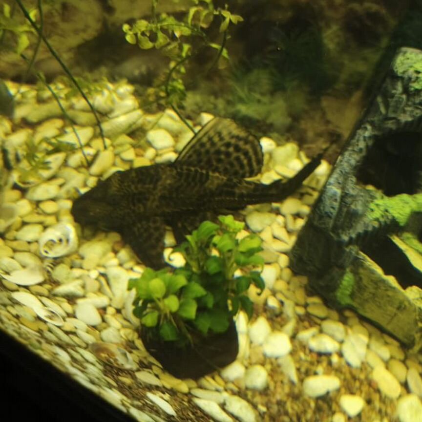 Сомик анциструс взрослый