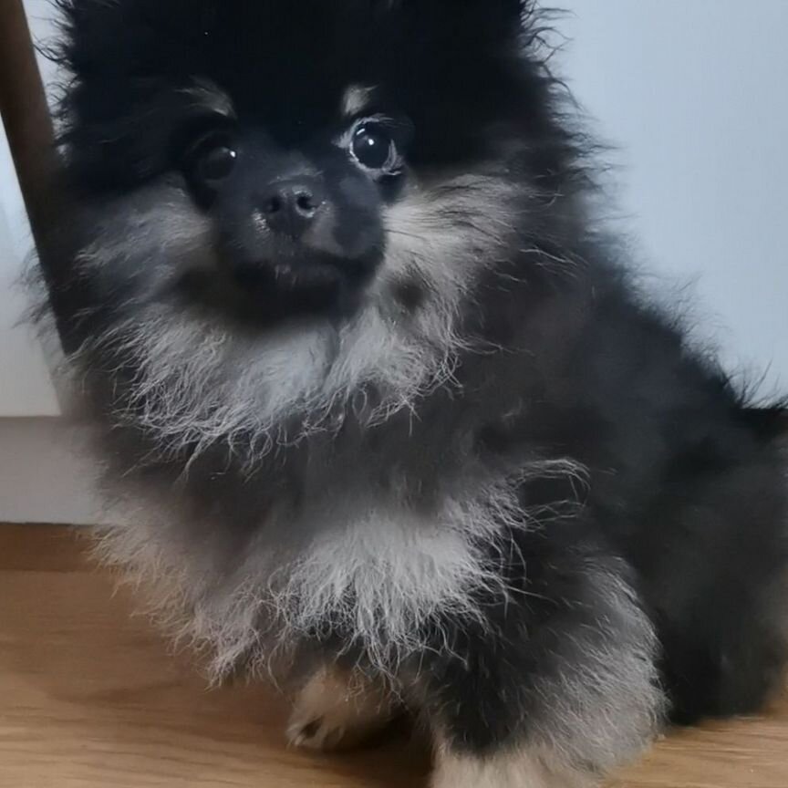 Шпиц девочки