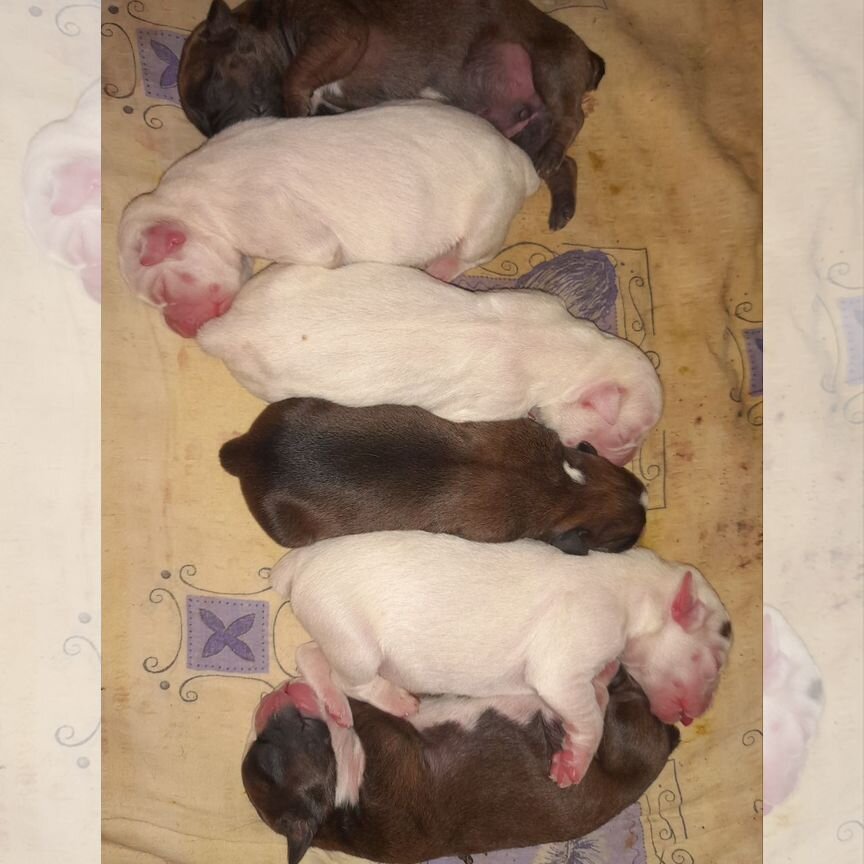 Боксер, щенок