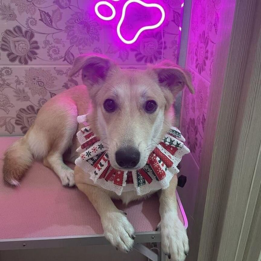 Собака Злата в добрые руки