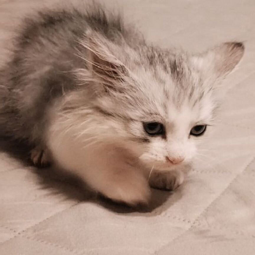 Сибирский котенок