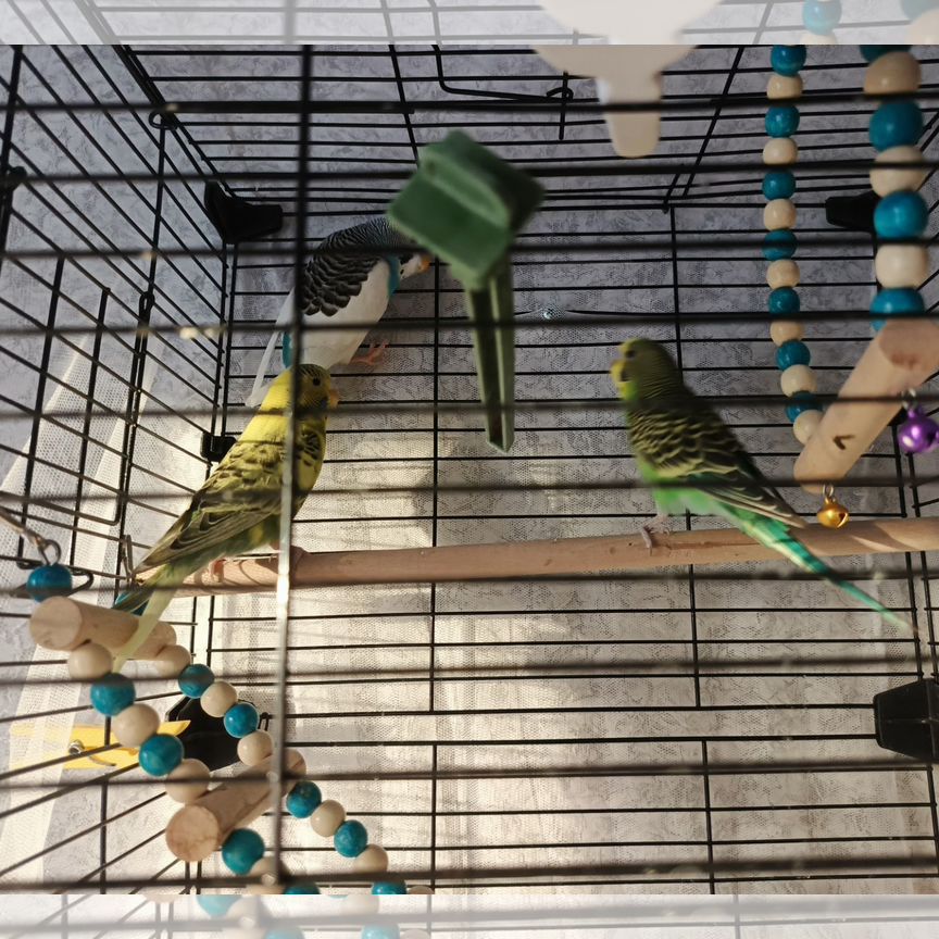 Волнистый попугай девочка мальчики