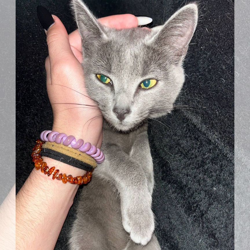 Потерялась кошка
