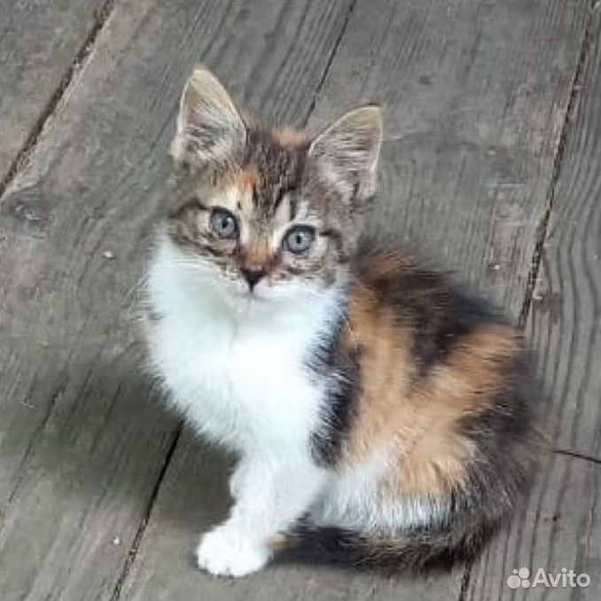 Котята с кошкой голодают на улице