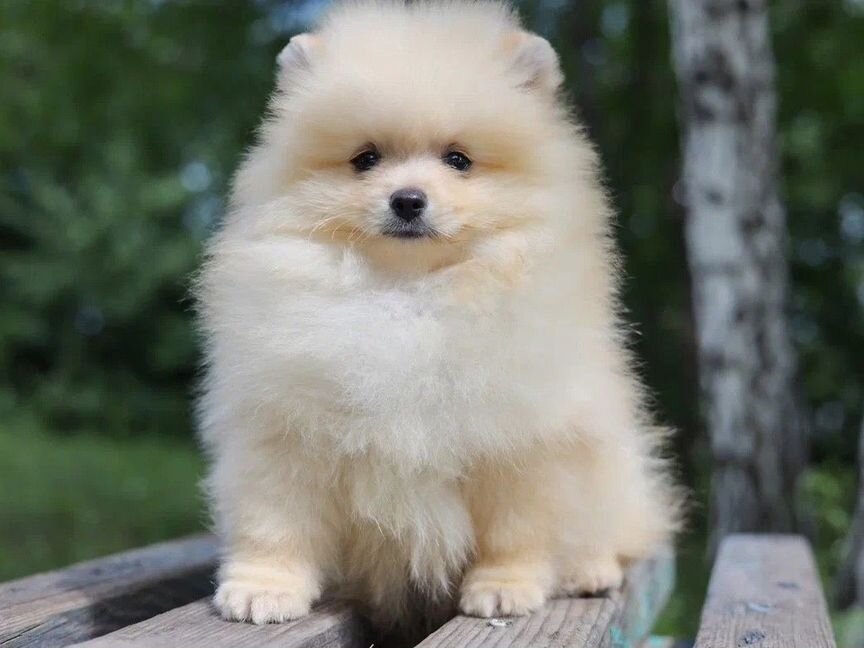Щенки шпица