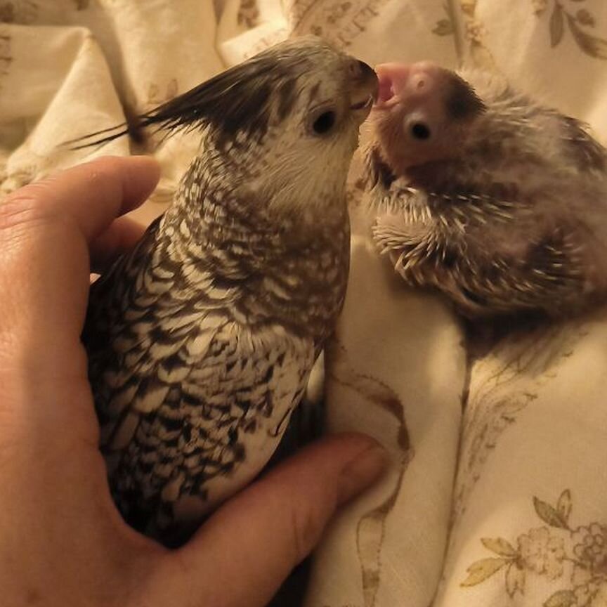 Птенец безщекой кореллы жемчужный