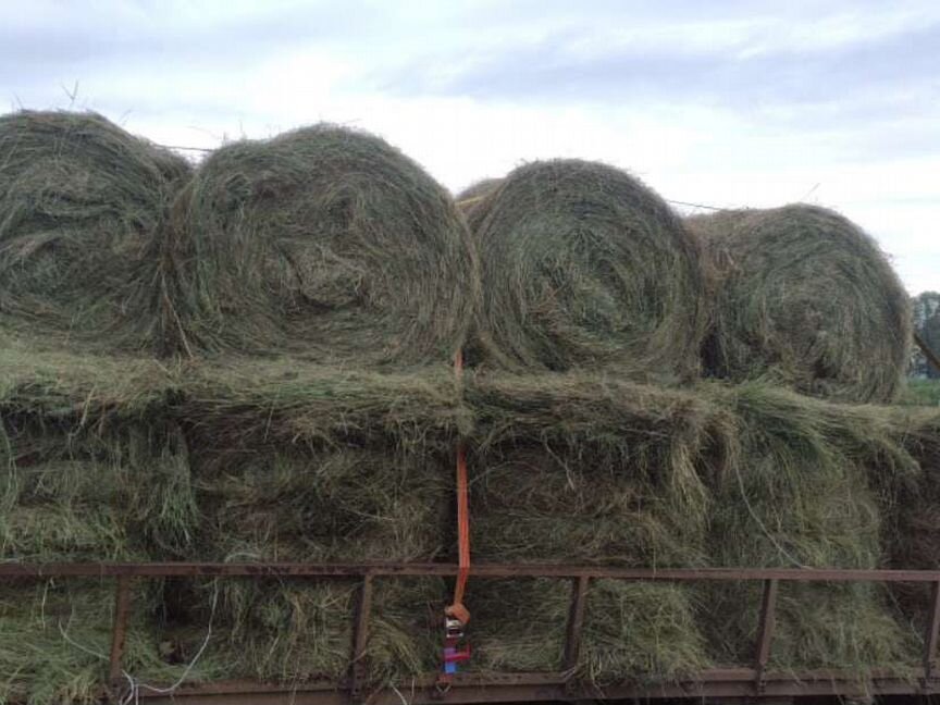 Сено в рулонах