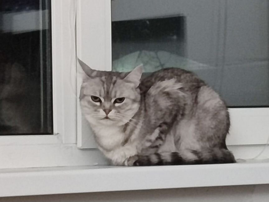 Отказница британская девочка