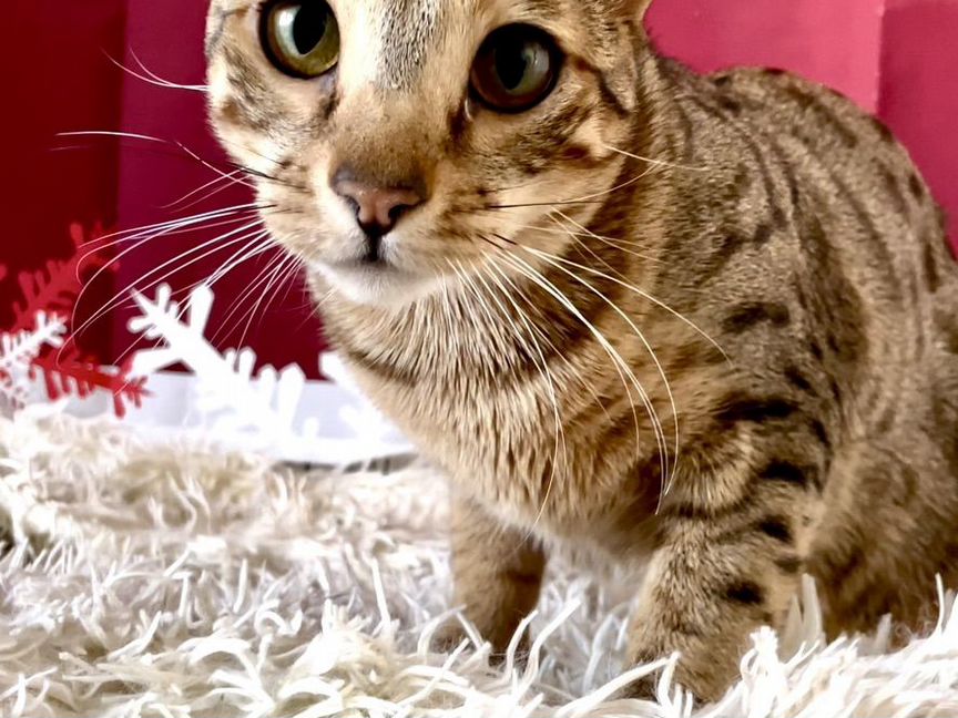 Кошечка саванна