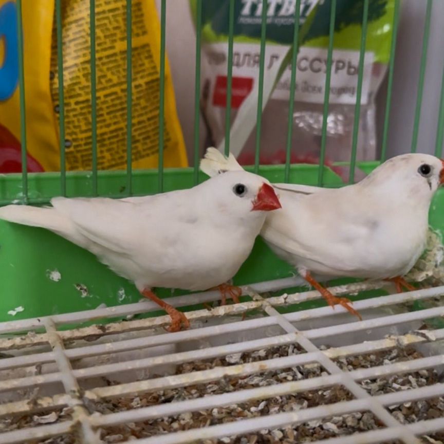 Амадины