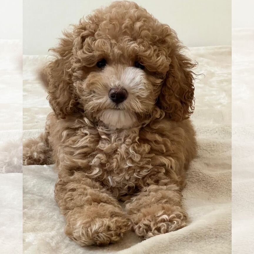 Мальтипу, щенок