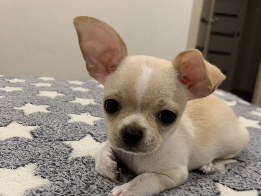 Щенки чихуахуа