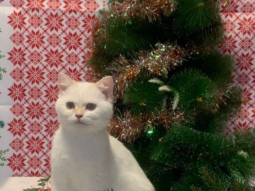 Британские котята